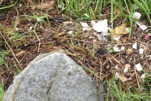 Can Styrofoam Be Recycled? Solving the Styrofoam Problem